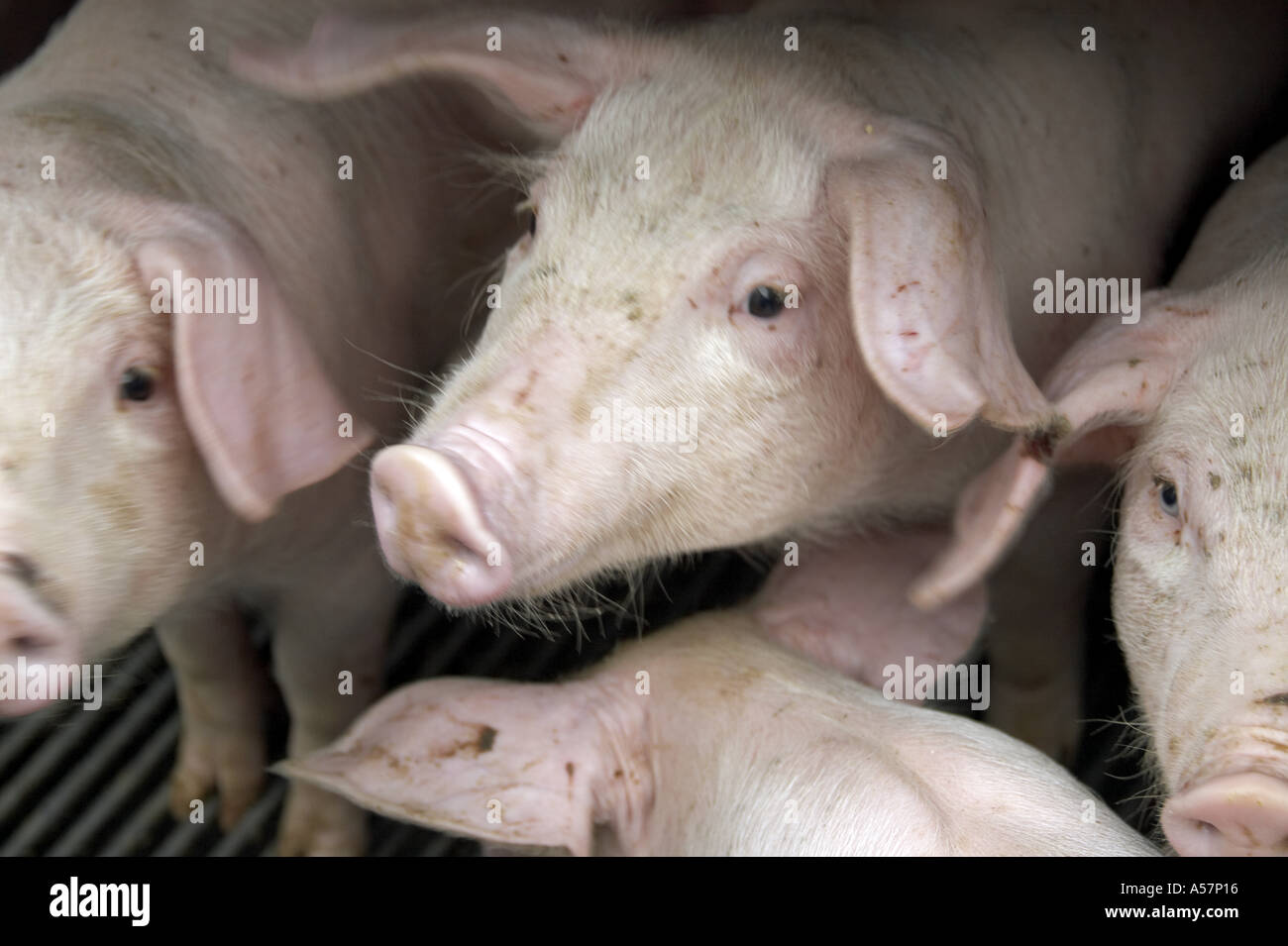 Pigs in the pen hi-res stock photography and images - Alamy