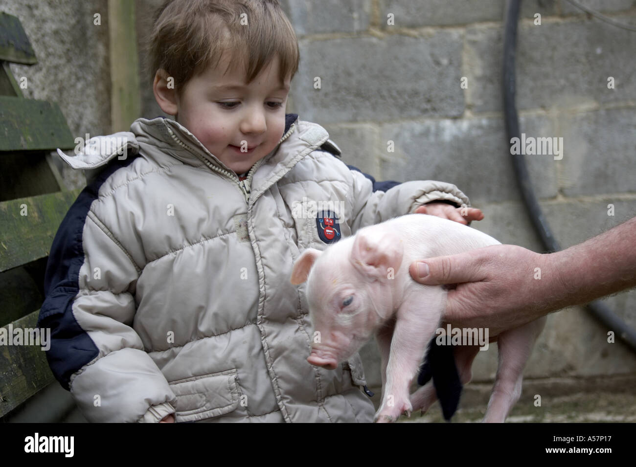 Young boy nervously touching a pig Northern Ireland UK Stock Photo - Alamy