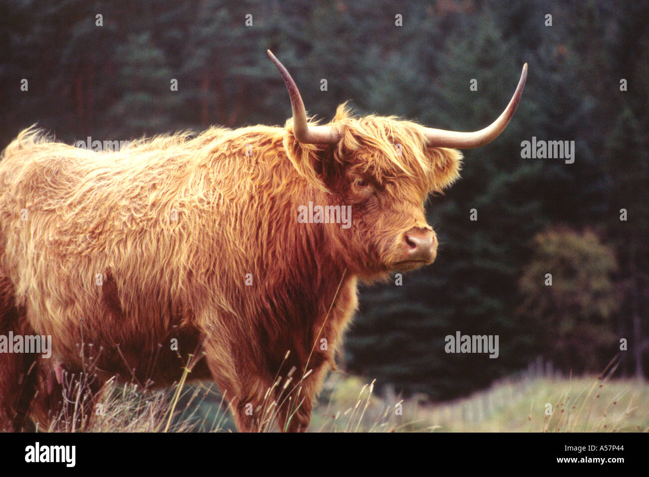 A Proud Scottish highland cow Stock Photo - Alamy
