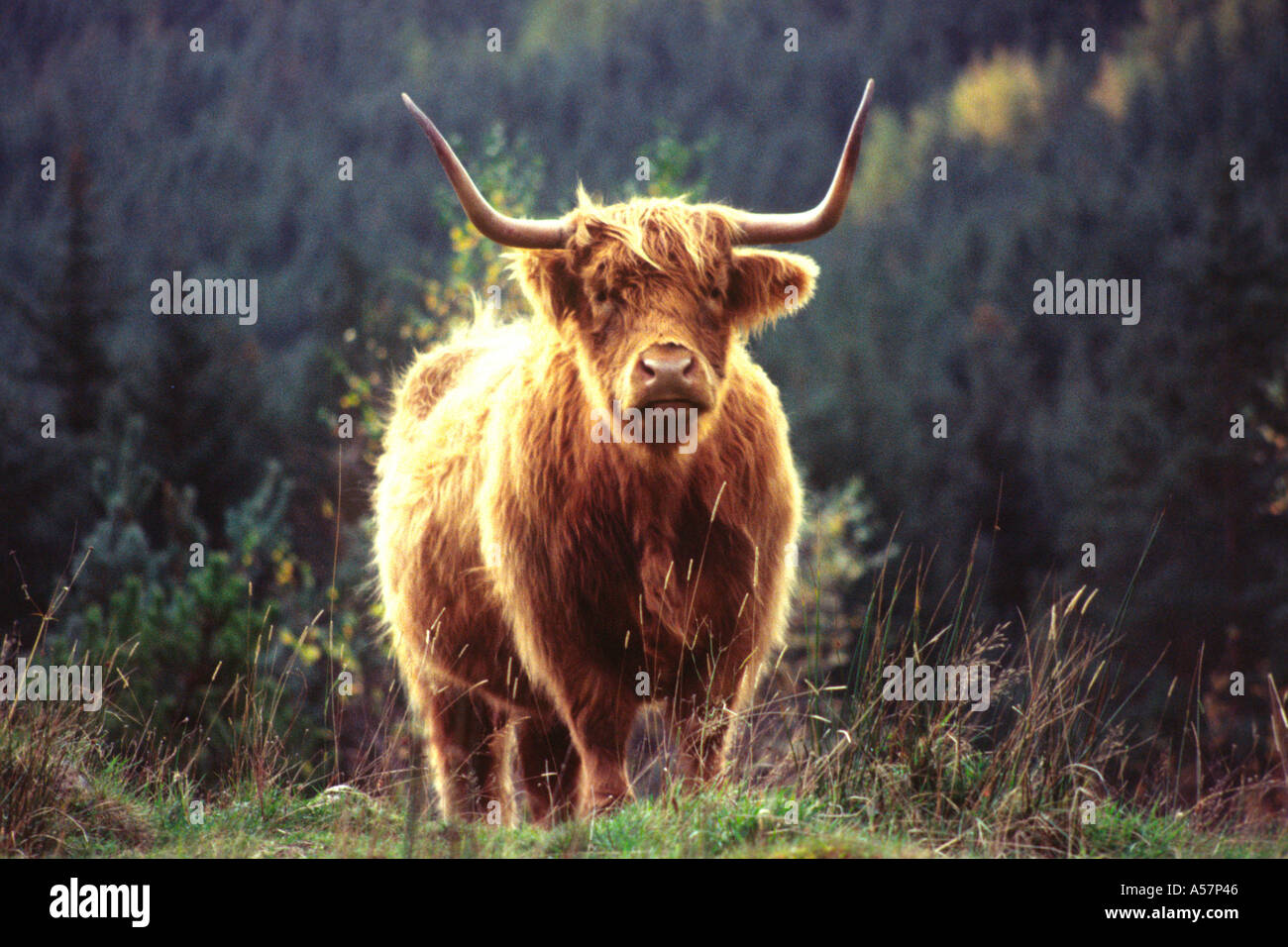 Scottish highland bull defending Stock Photo - Alamy