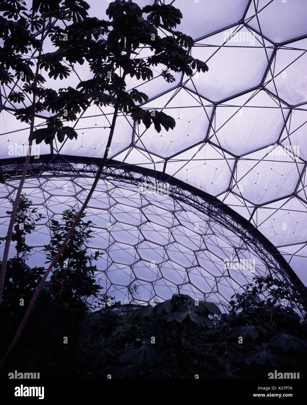 Inside the temperate biome at the Eden Project Cornwall UK Stock Photo ...