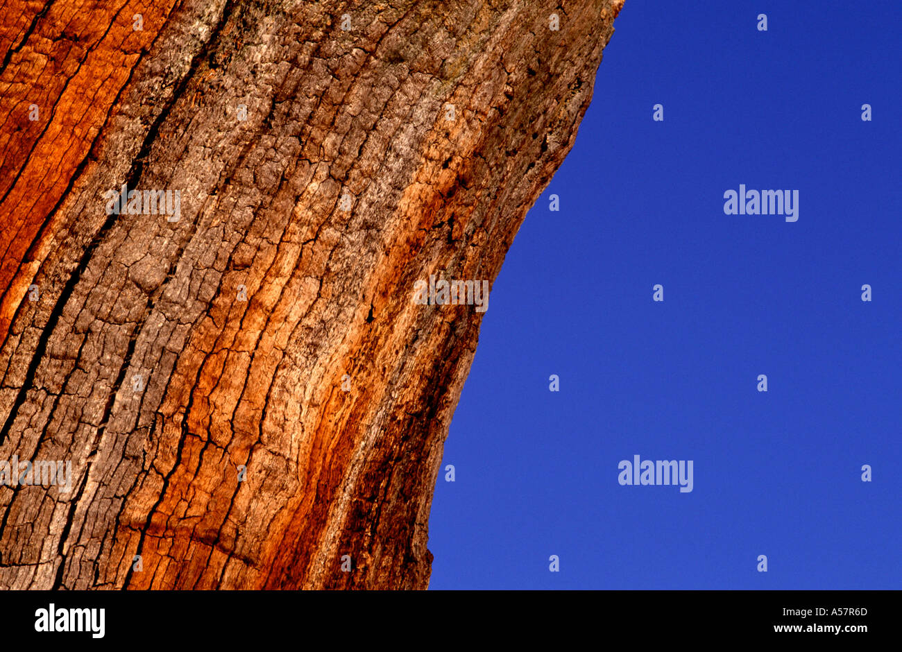 Landscape view of an ancient oak tree,Sherwood Forest,Nottinghamshire ...