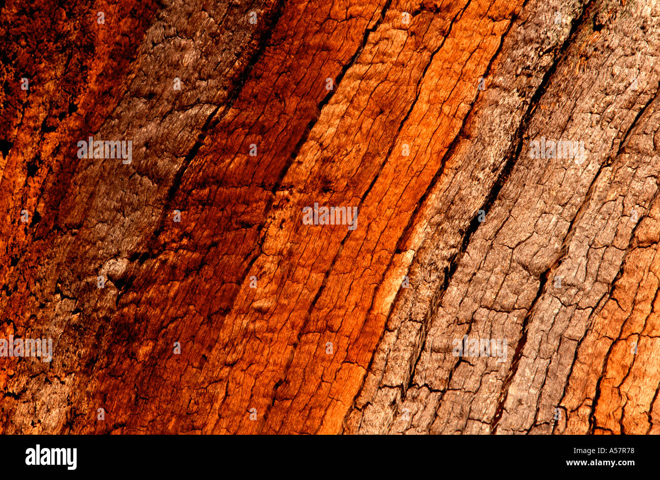 Landscape view of an ancient oak tree,Sherwood Forest,Nottinghamshire ...