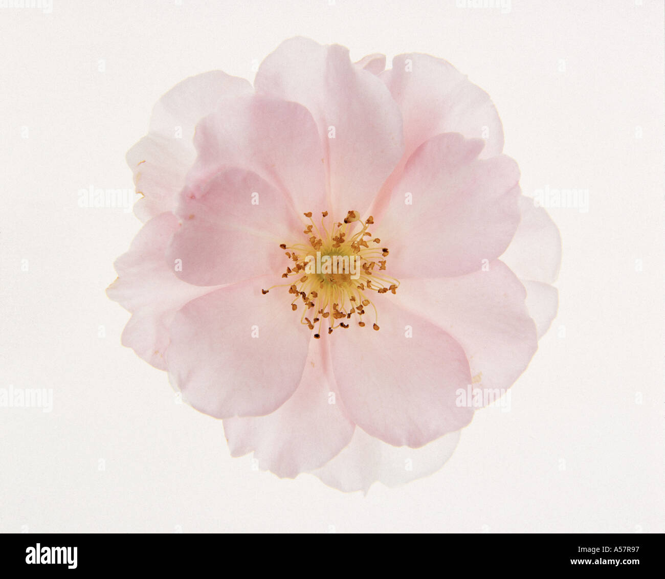 Light pink rose flower Stock Photo - Alamy