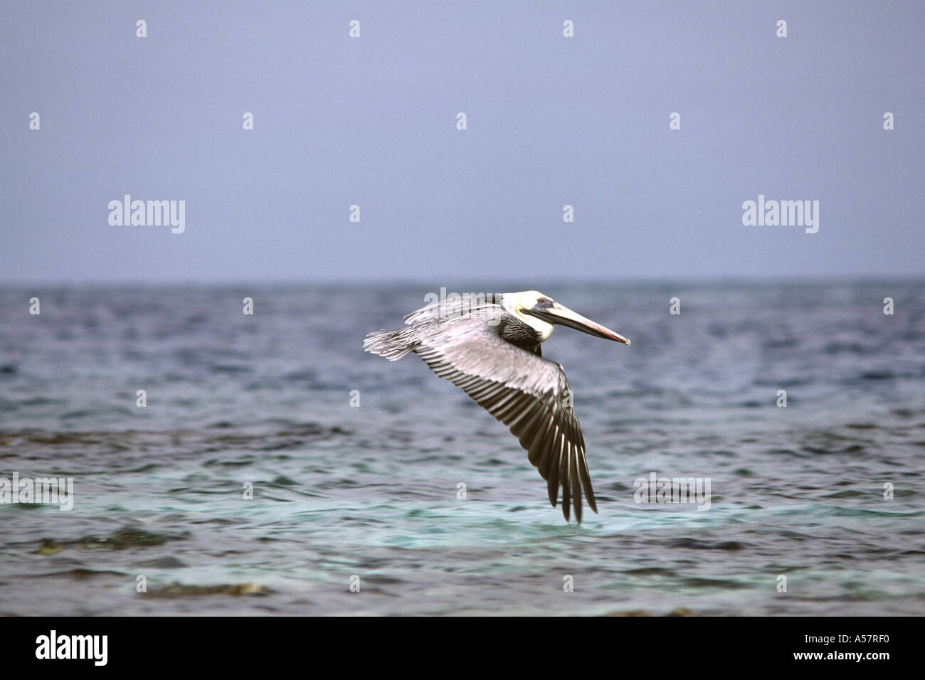 Pelican flying low over the sea Stock Photo - Alamy