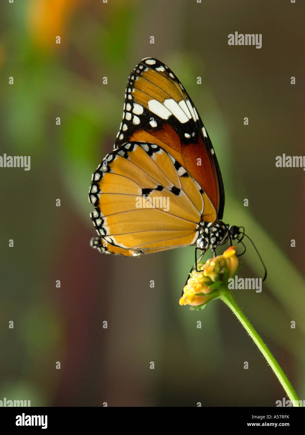 Painet jf5471 china butterfly yunnan province wildlife nature scenery ...