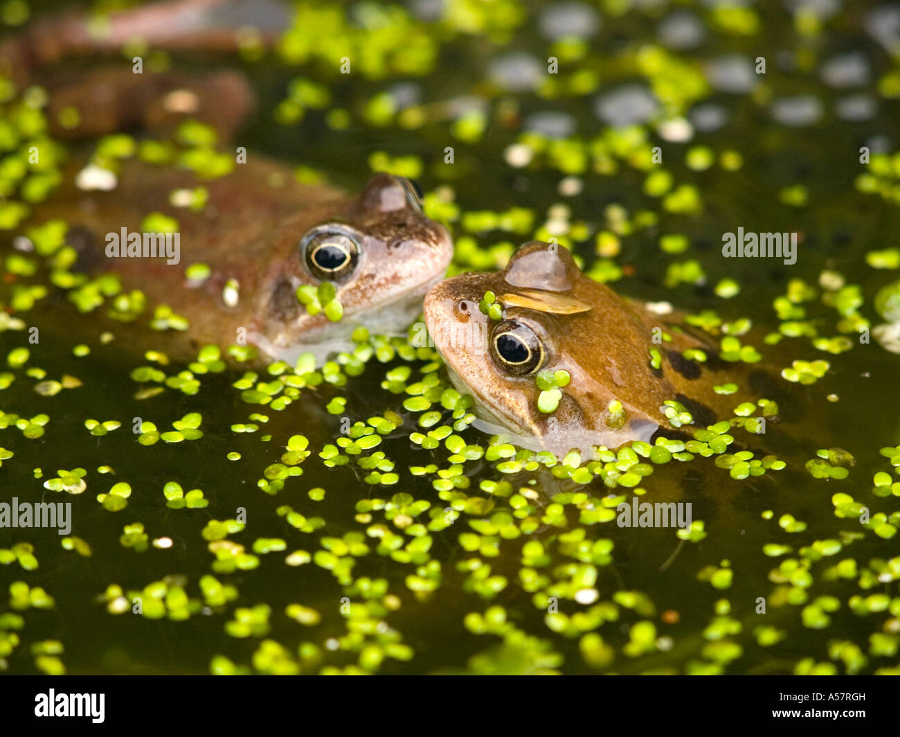 Frogs face hi-res stock photography and images - Alamy