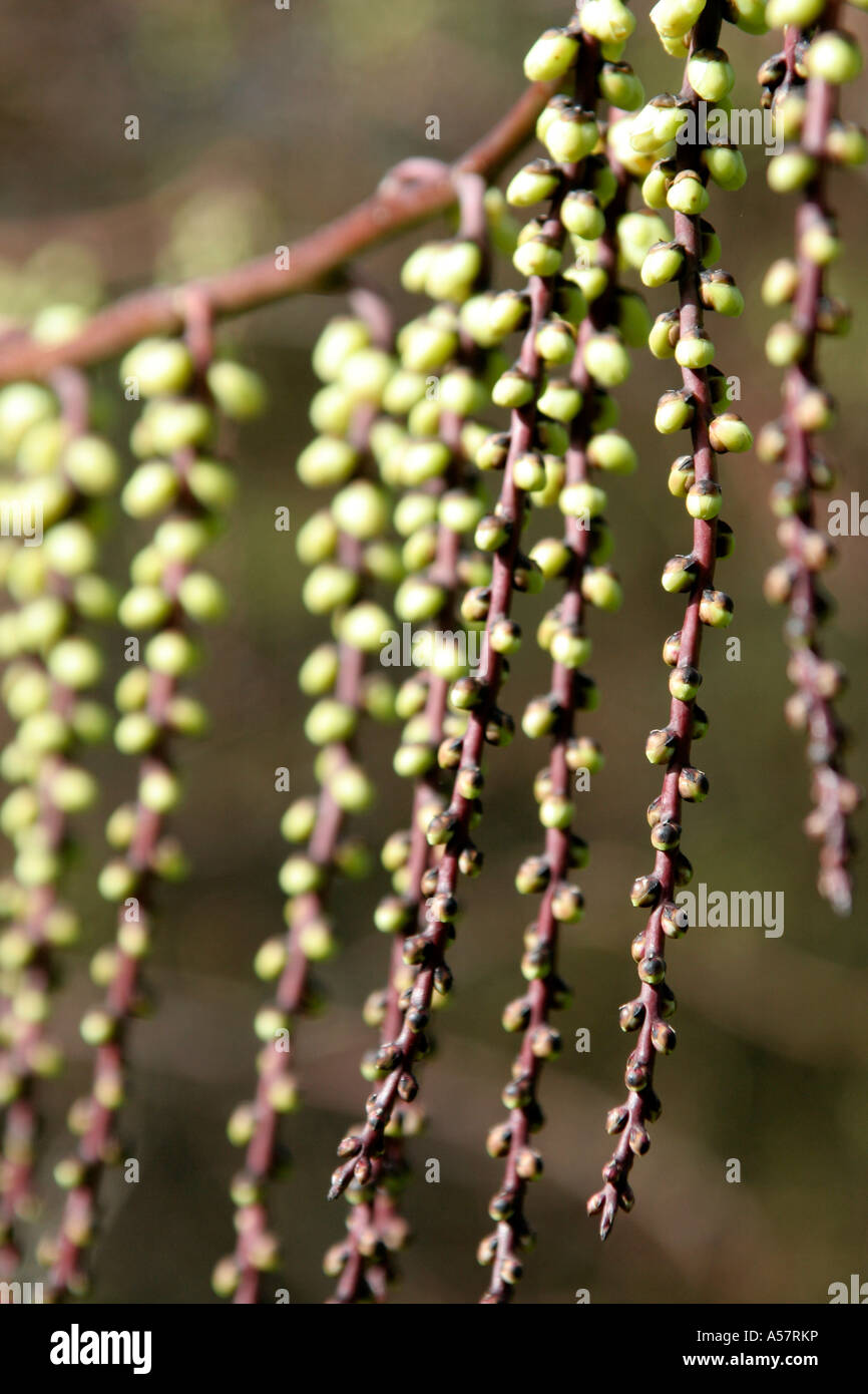 Stachyurus praecox mid March Stock Photo - Alamy