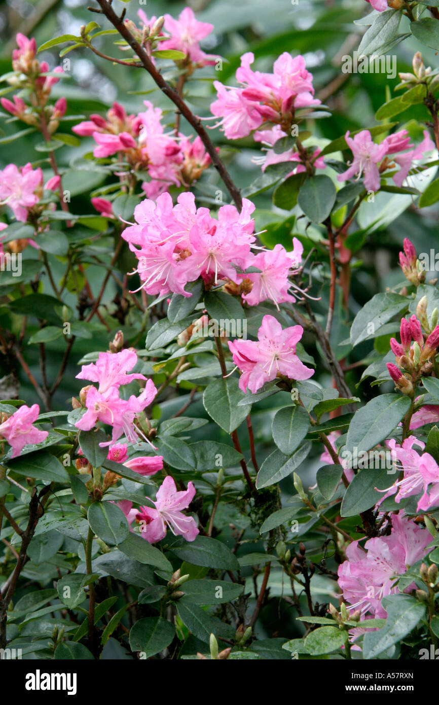 Rhododendron Anna Baldsiefen March 12 Stock Photo - Alamy