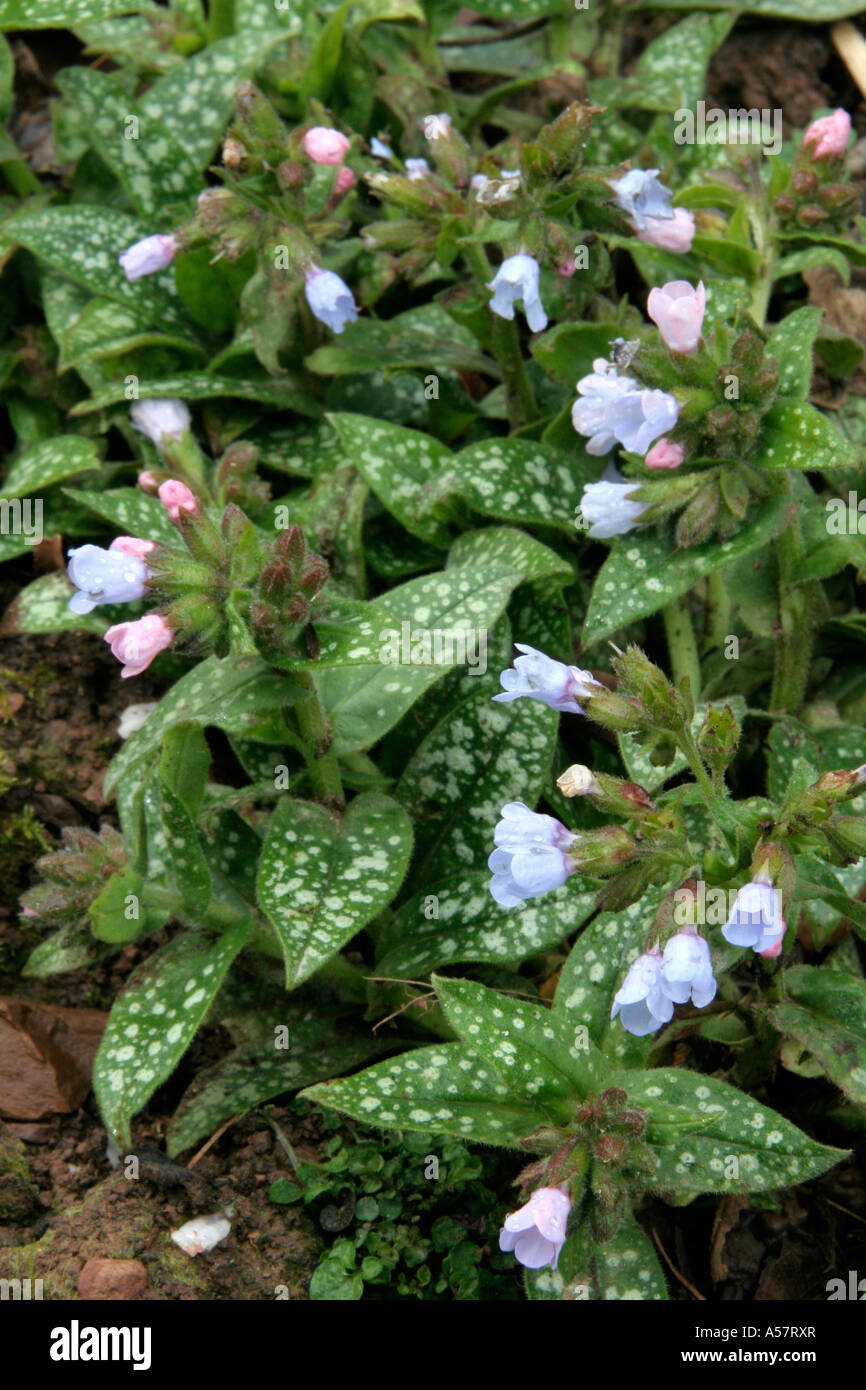 Pulmonaria Roy Davidson Stock Photo - Alamy