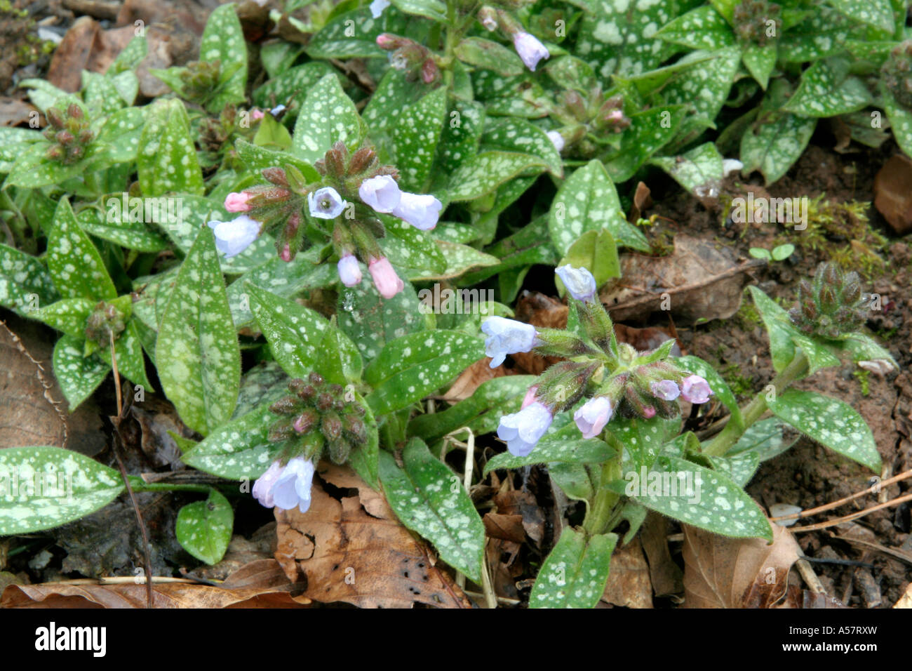Pulmonaria Roy Davidson Stock Photo - Alamy