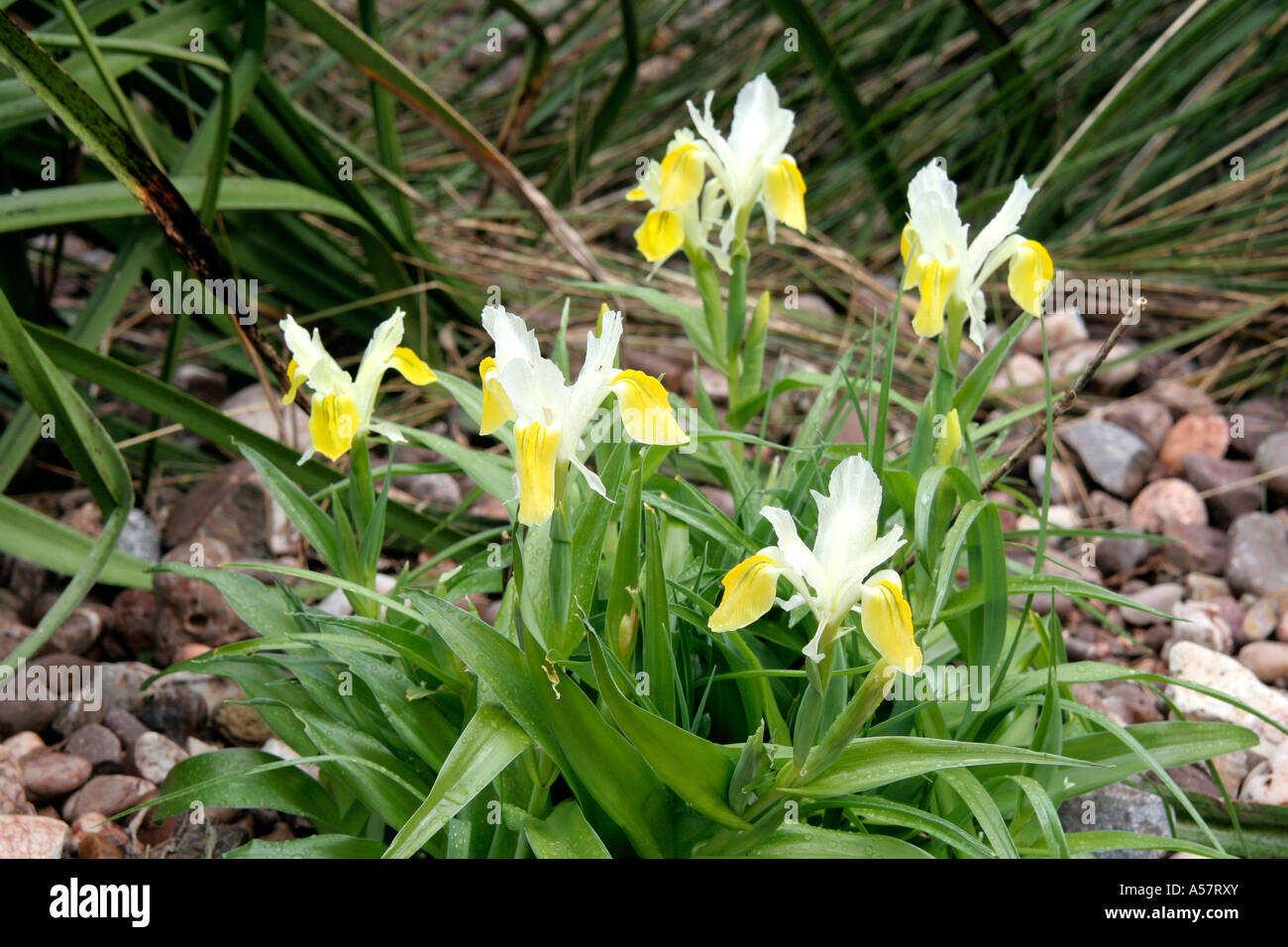 Iris bucharica March 12 Stock Photo - Alamy