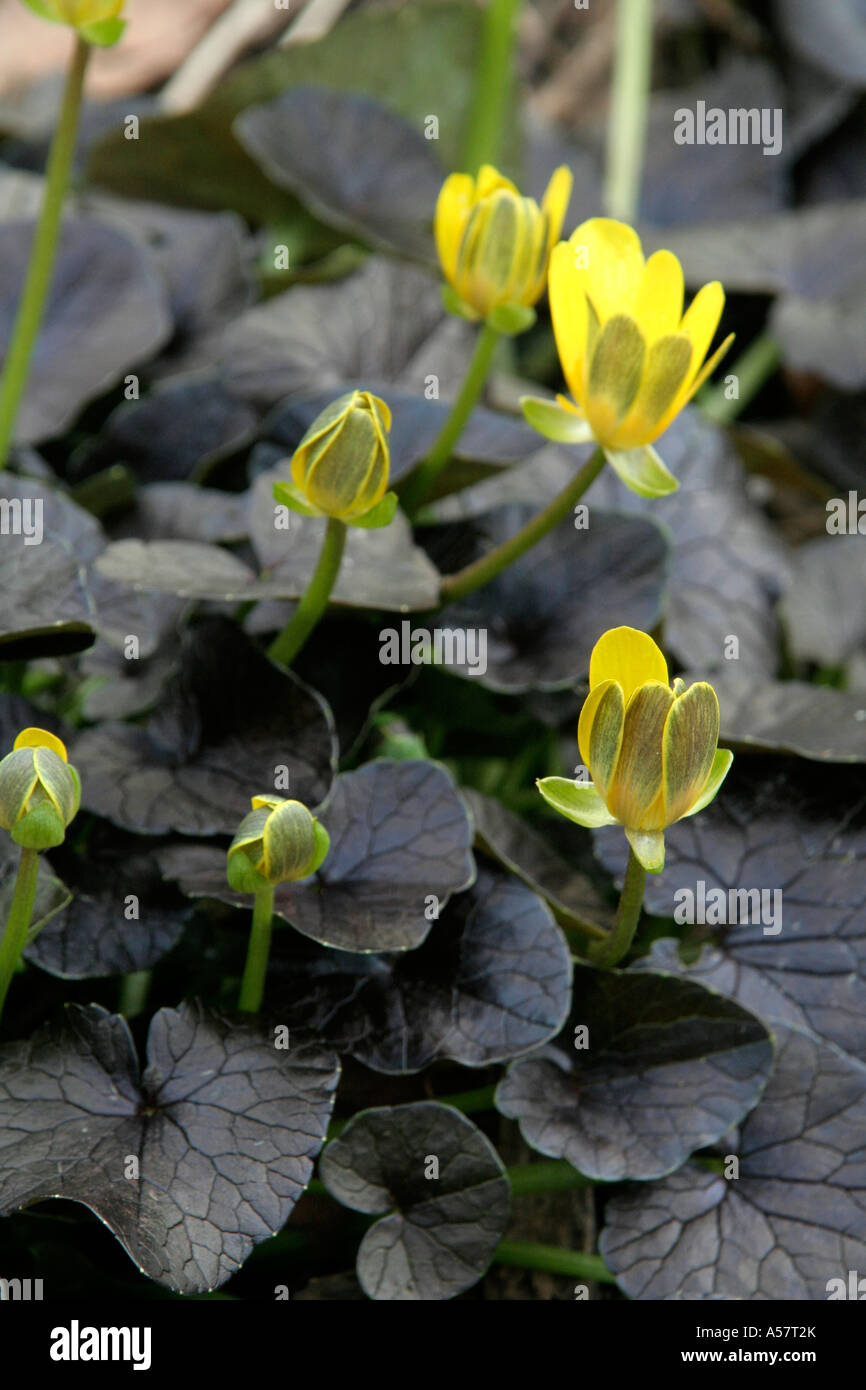 Brazen hussy hi-res stock photography and images - Alamy