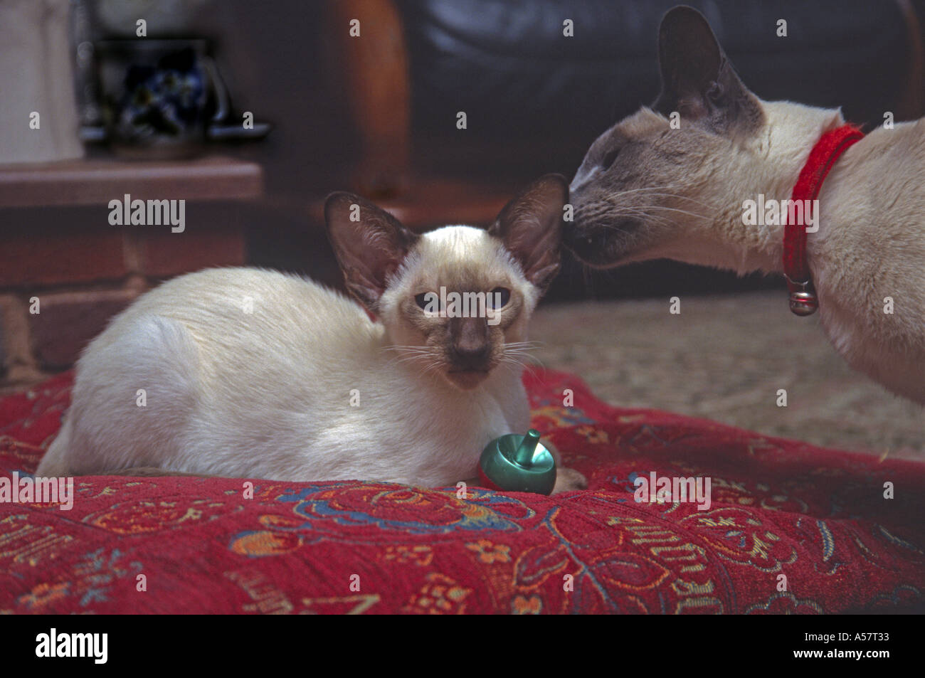 Siamese cats on rug Stock Photo - Alamy