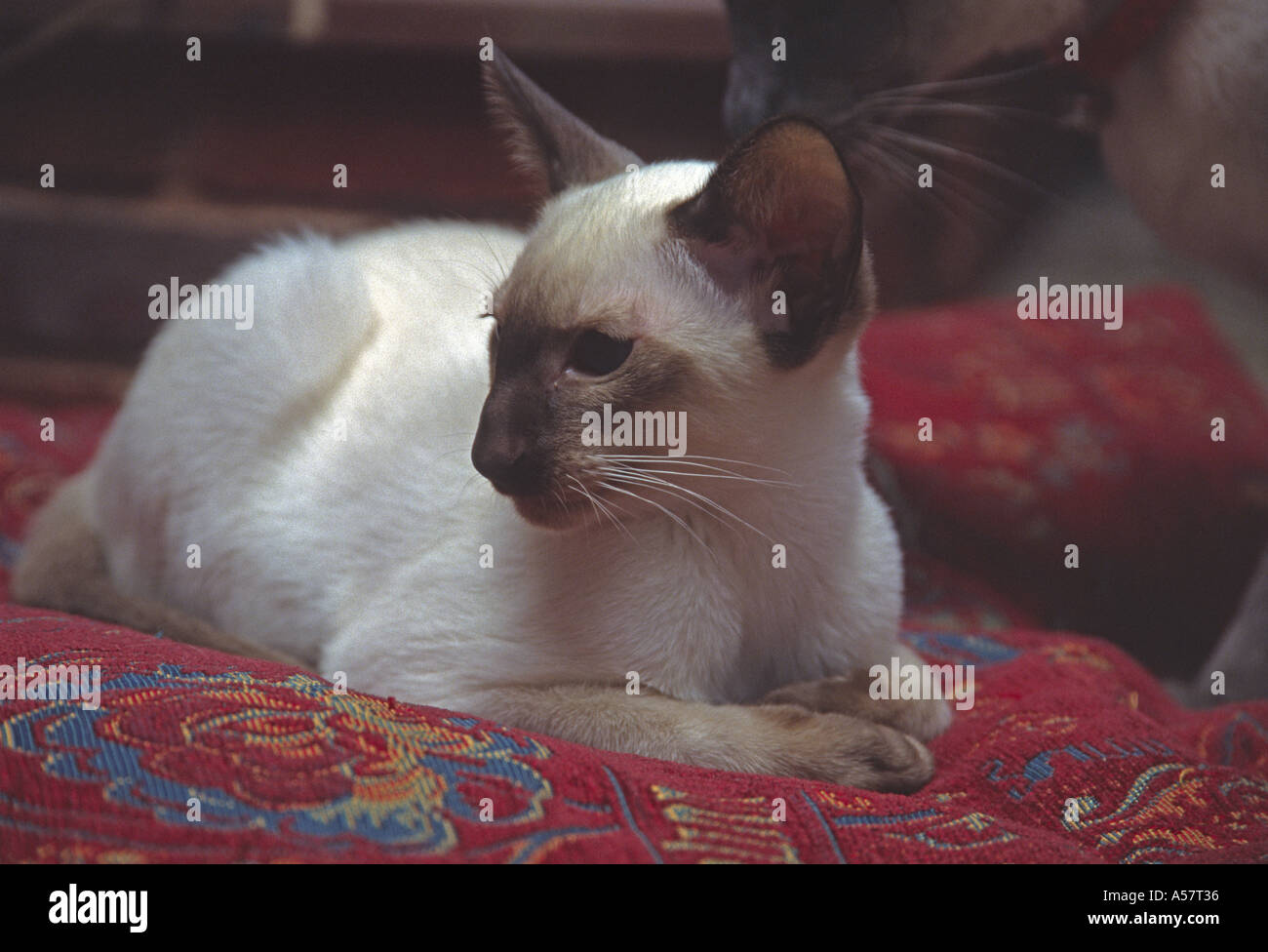 Siamese cat on rug Stock Photo - Alamy
