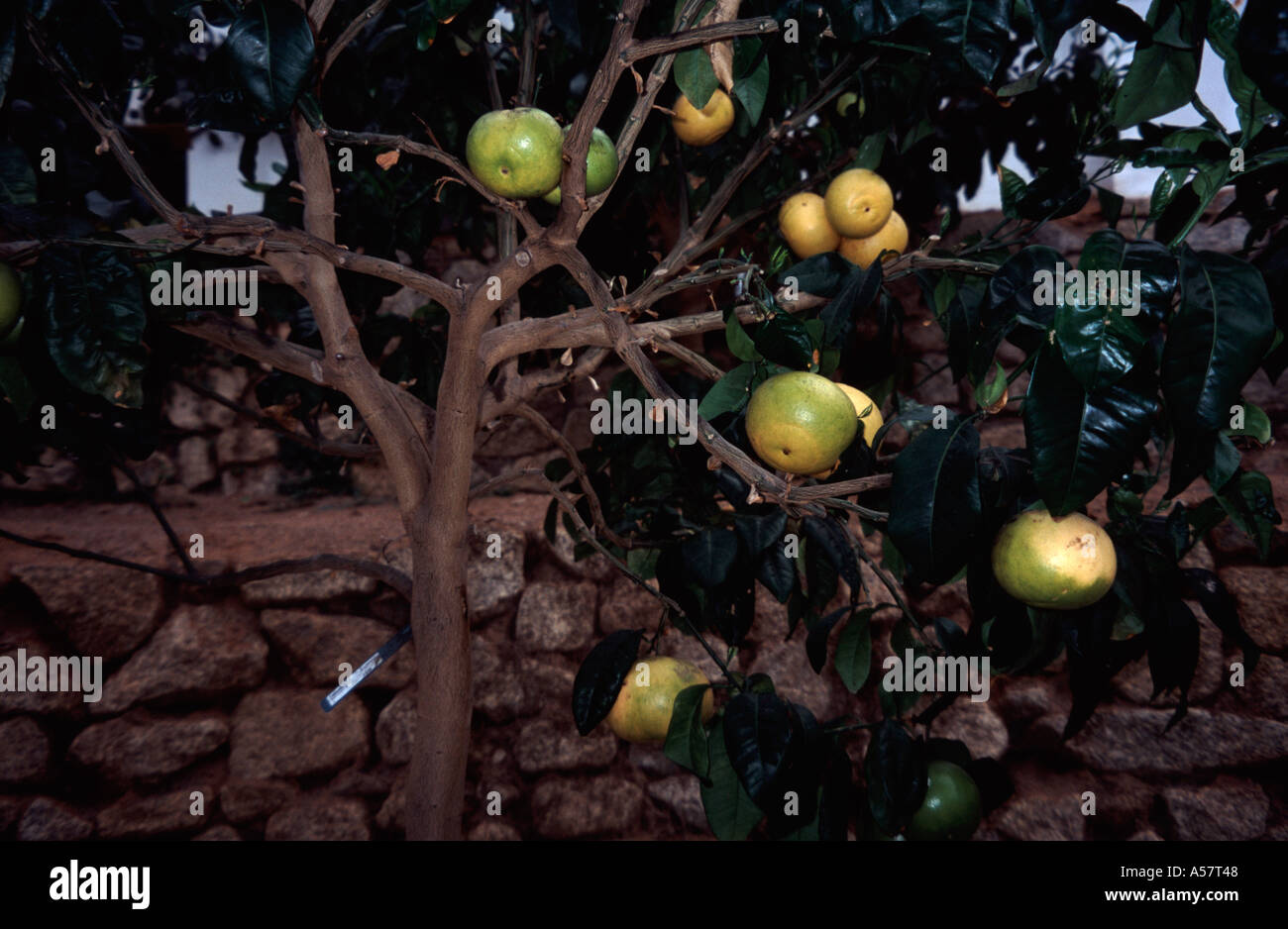Star Ruby Grapefruit tree Eden Project Cornwall England UK Stock Photo ...