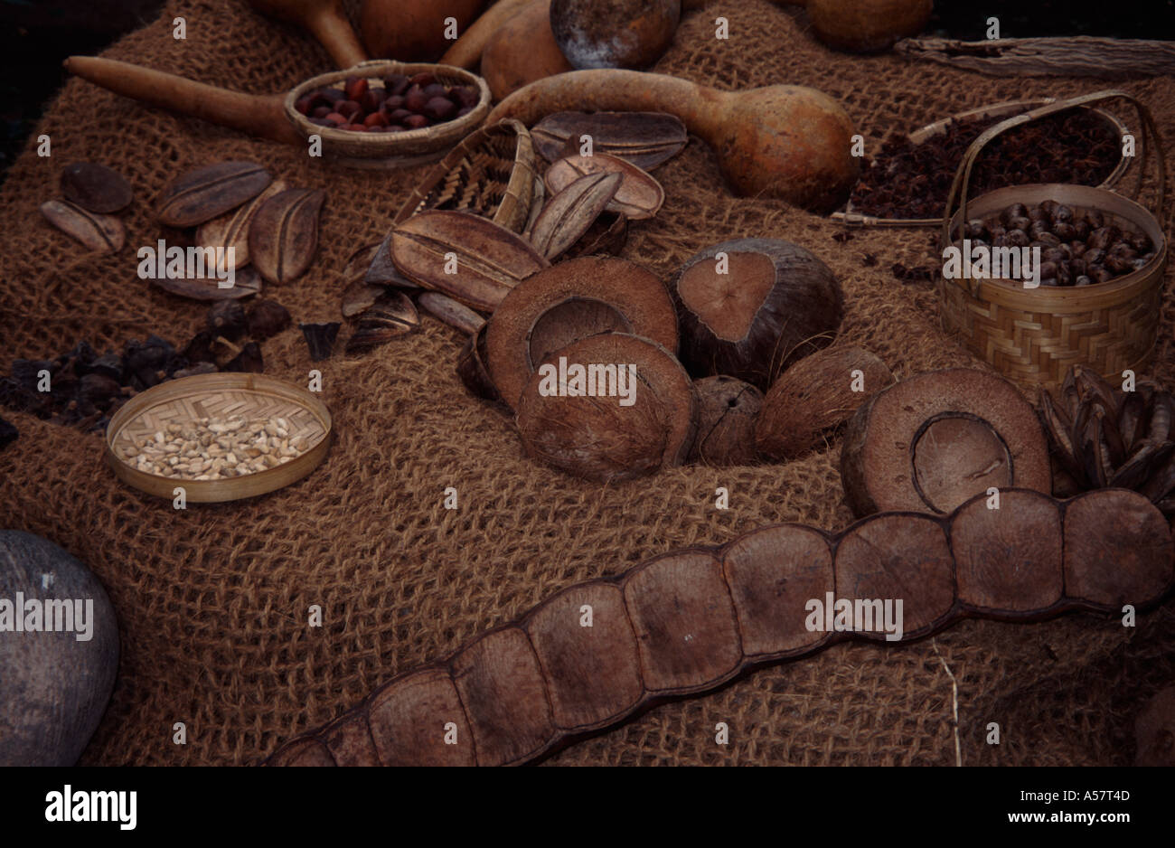 Seed and nut display Eden Project Cornwall England UK Stock Photo - Alamy
