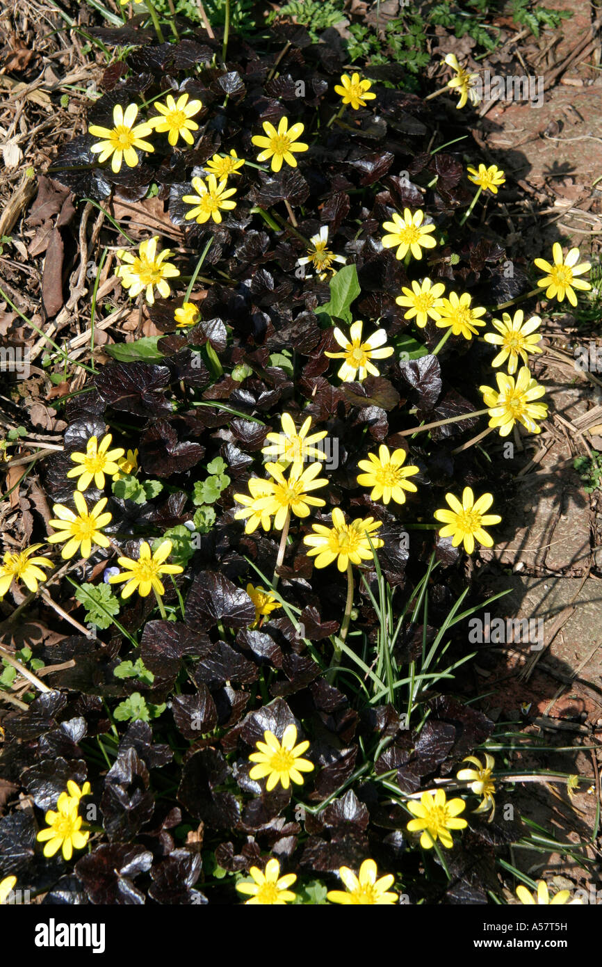 Brazen hussy hi-res stock photography and images - Alamy