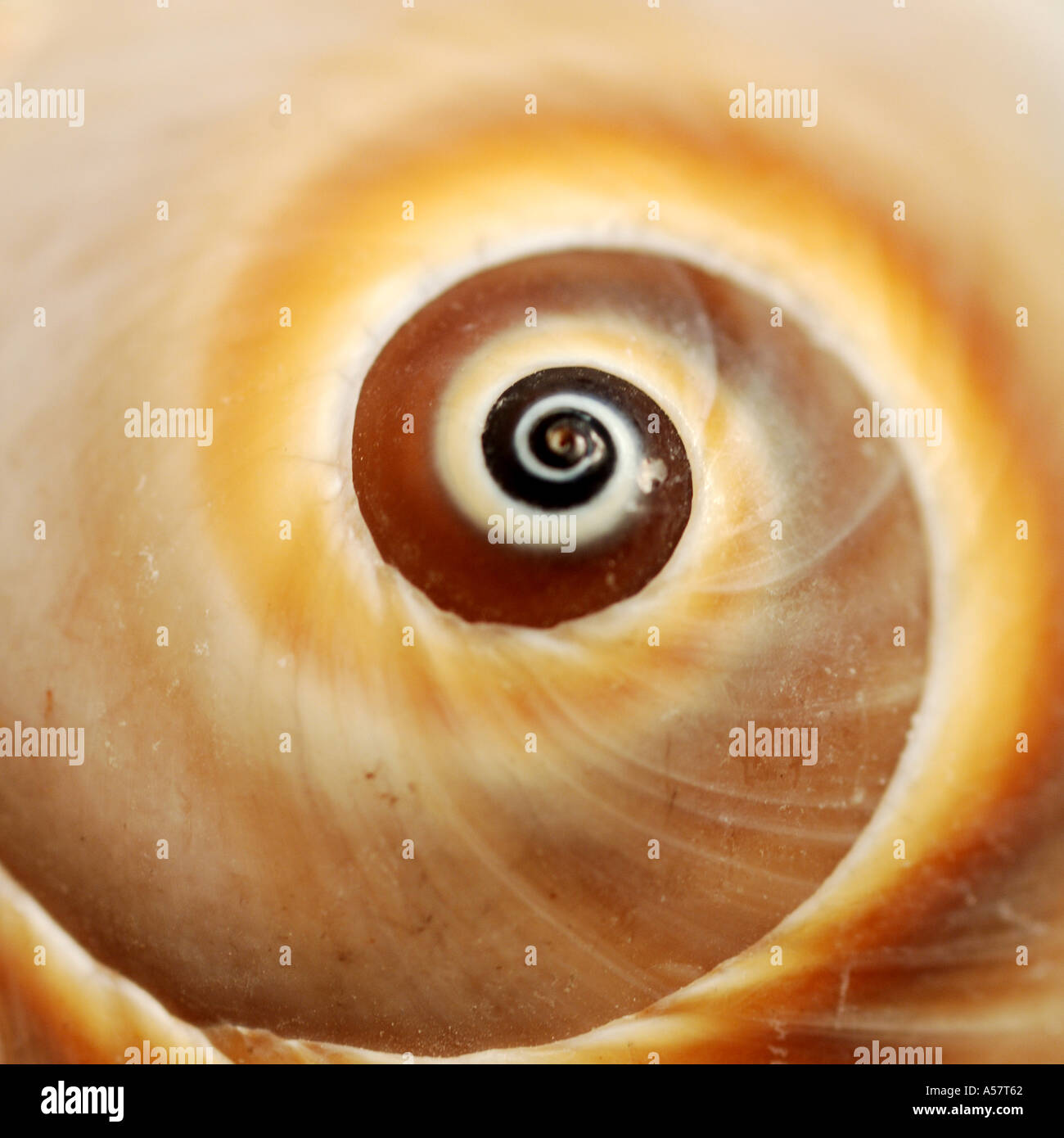 Macro of a shell Stock Photo - Alamy