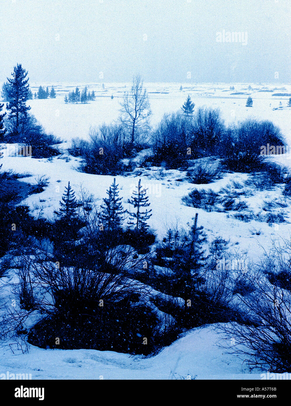 Conifers bleak hi-res stock photography and images - Alamy