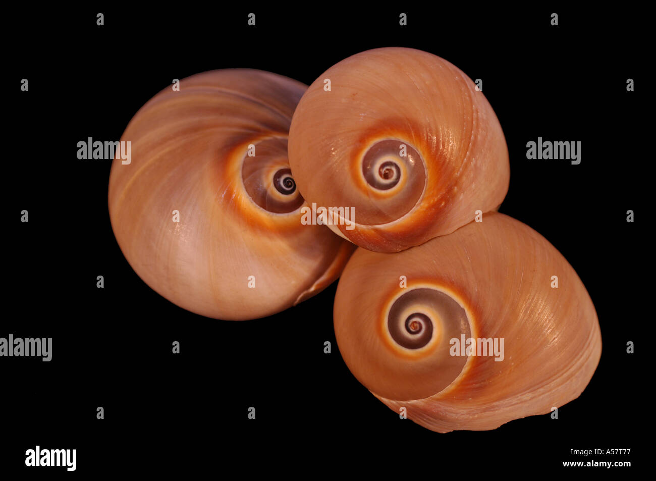Three shells hi-res stock photography and images - Alamy