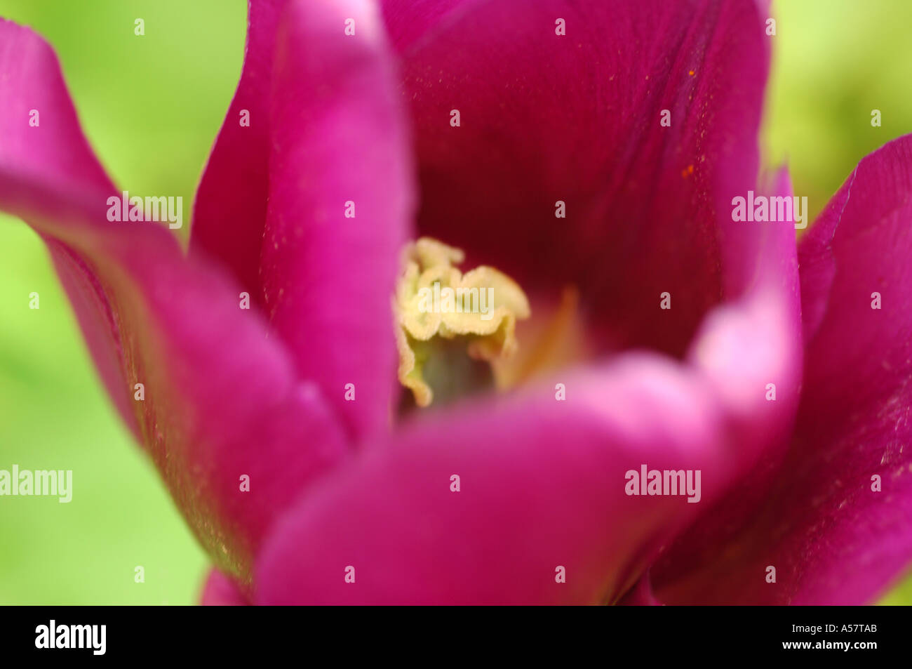 Close Up Macro of a purple tulip Stock Photo - Alamy