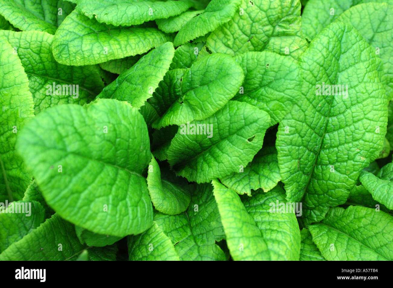 Cowslip leaves hi-res stock photography and images - Alamy