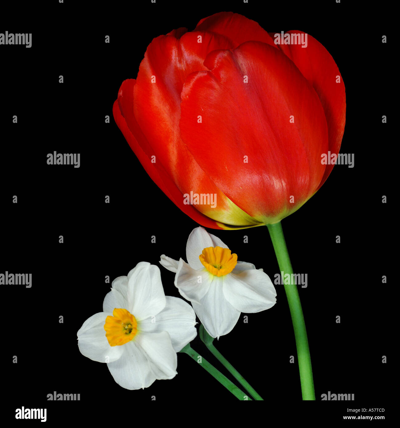 Spring Flowers on a black background Stock Photo - Alamy