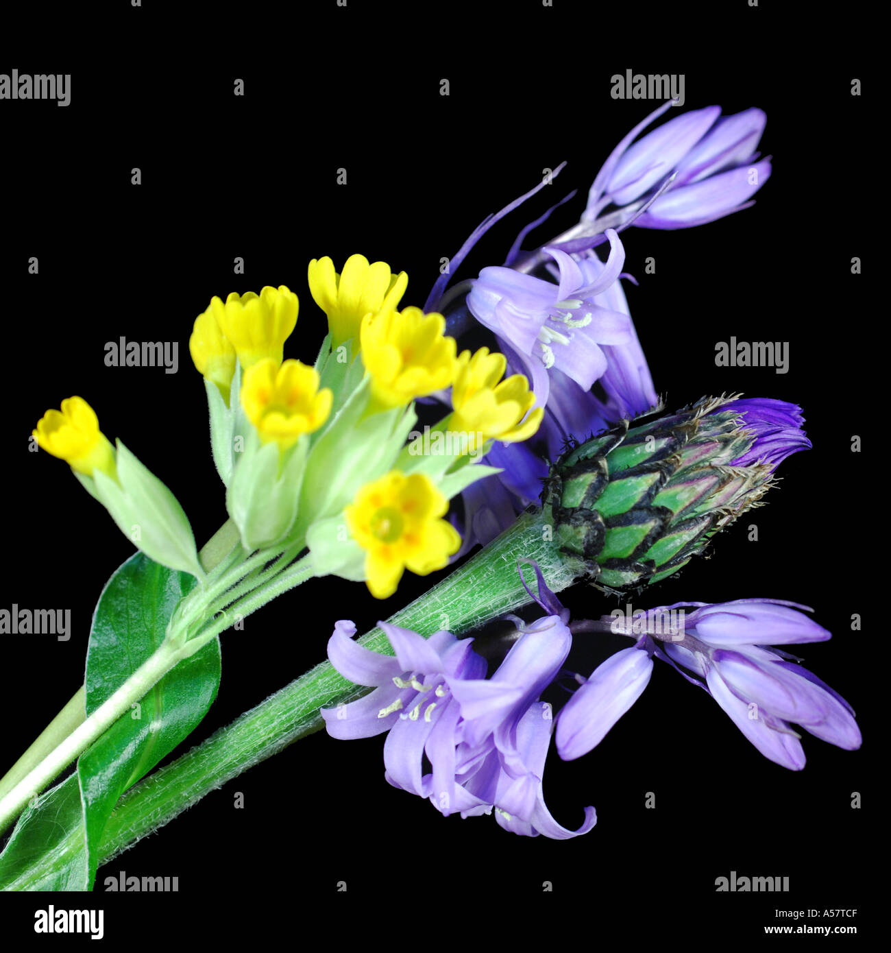 Spring Flowers on a black background Stock Photo - Alamy