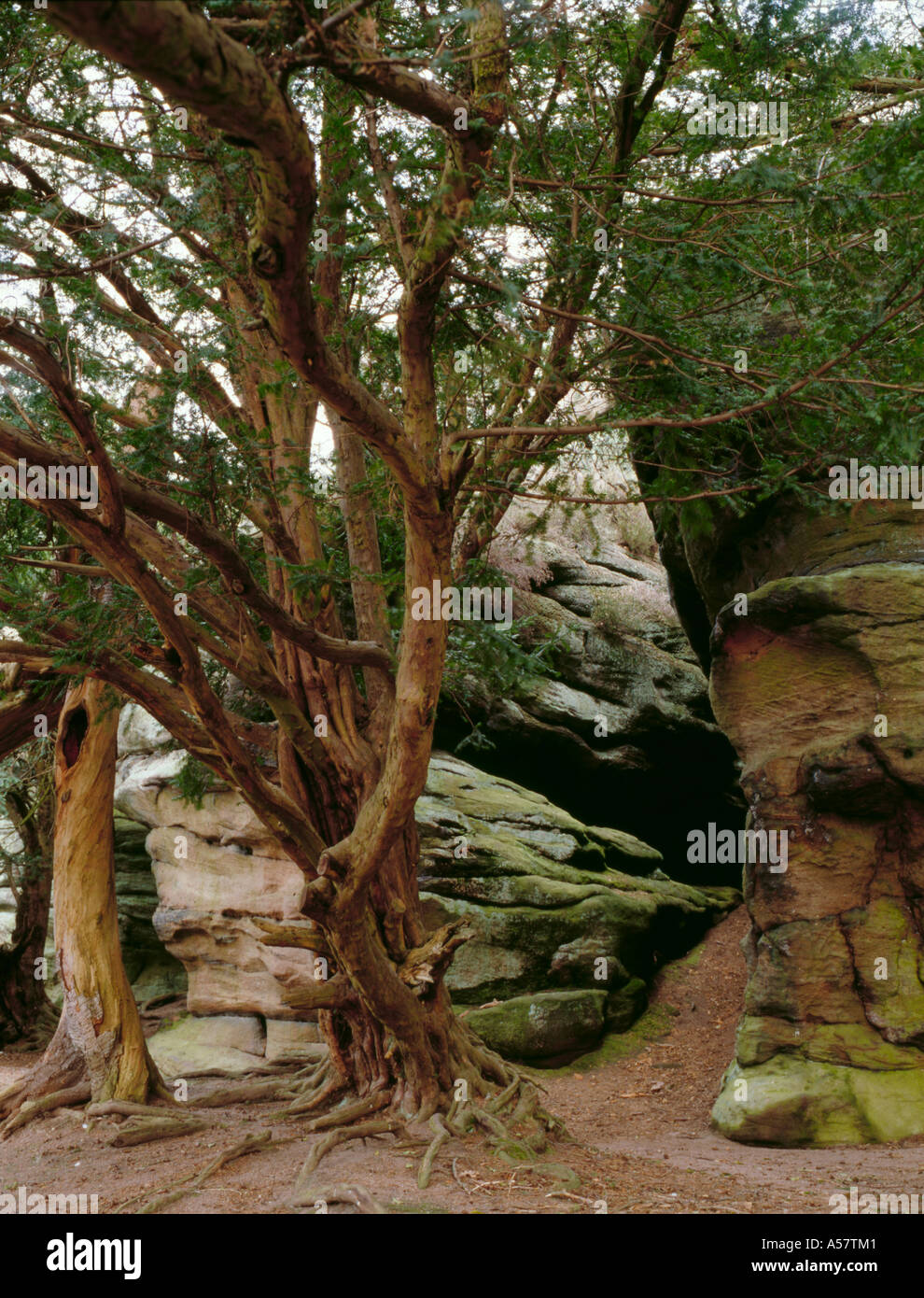 Plumpton Rocks, south of Knaresborough, North Yorkshire, England, UK ...