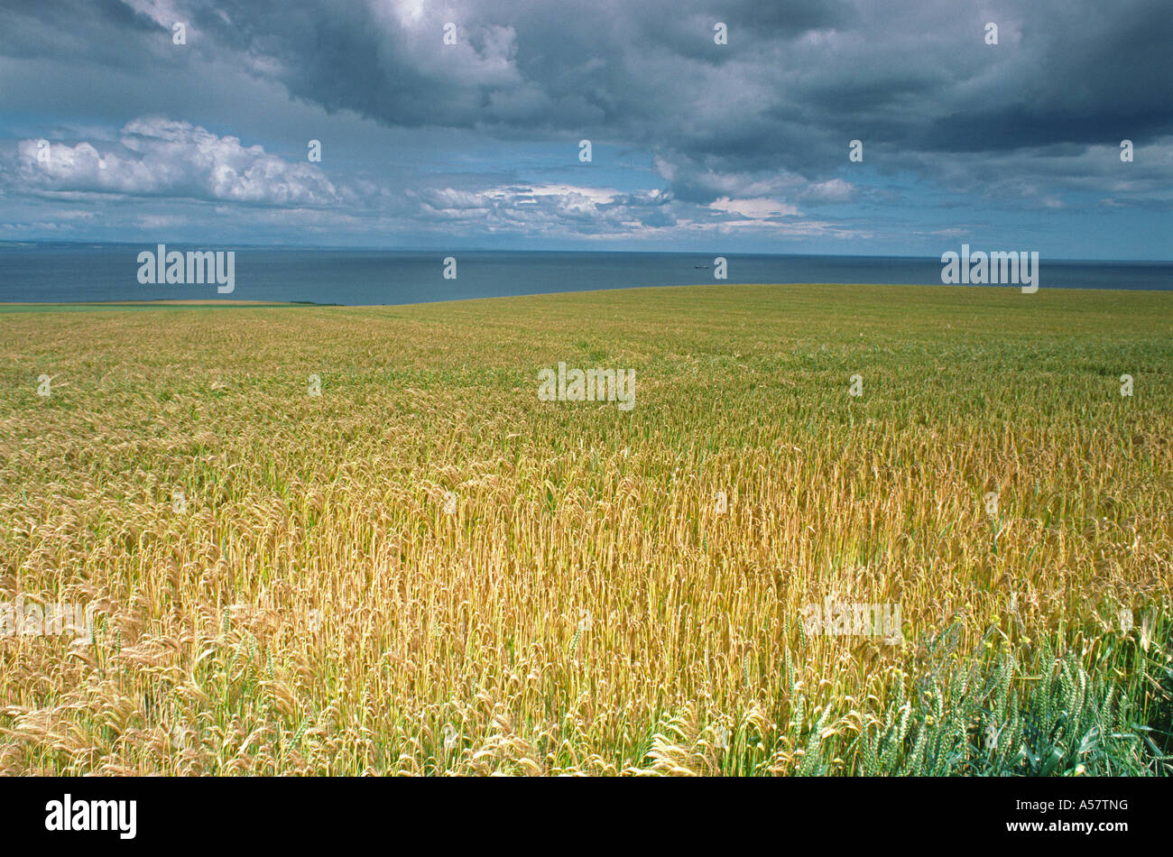 Wheat field in Grail, Scotland Stock Photo - Alamy
