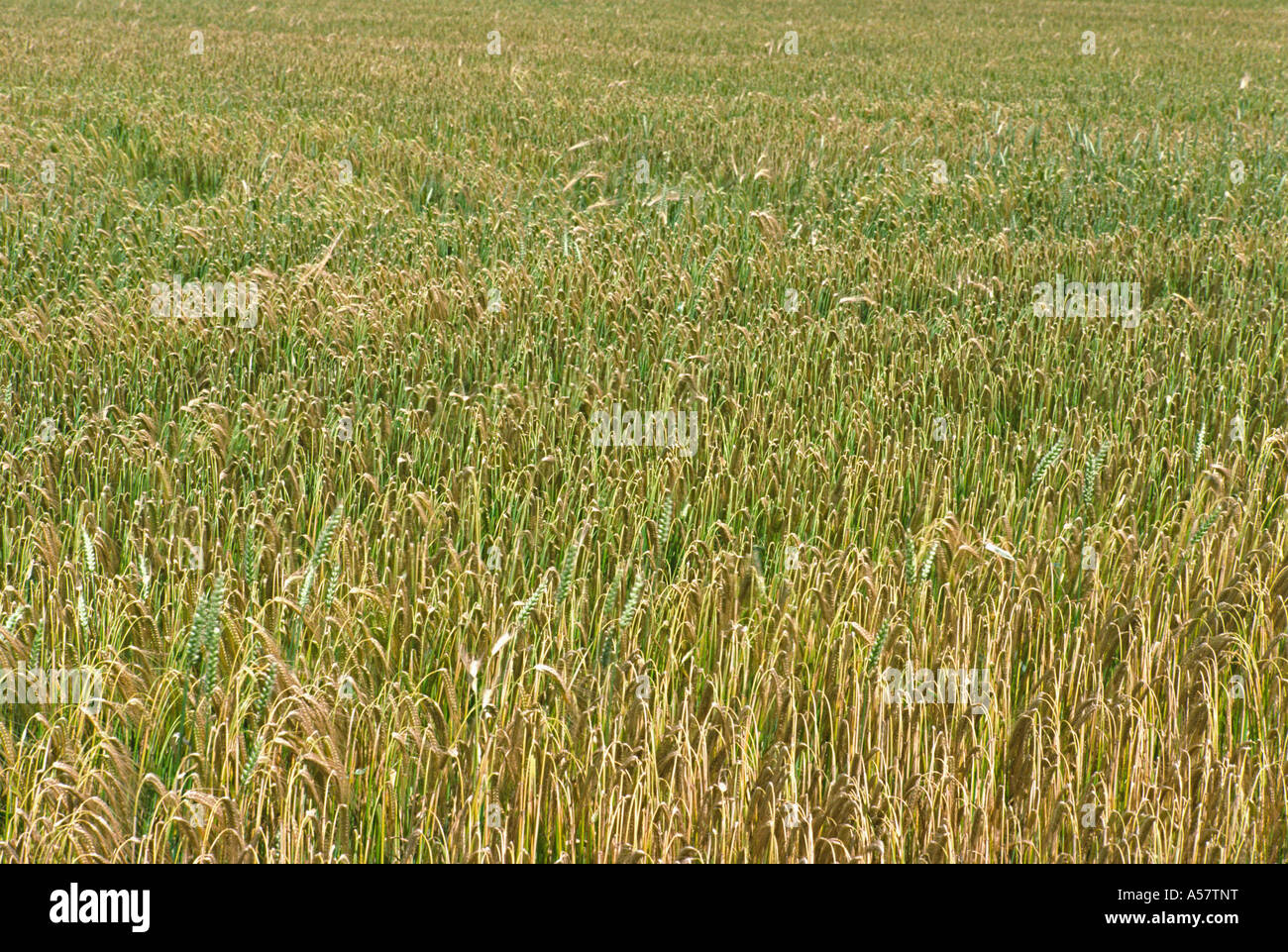 Wheat field in Grail, Scotland Stock Photo - Alamy