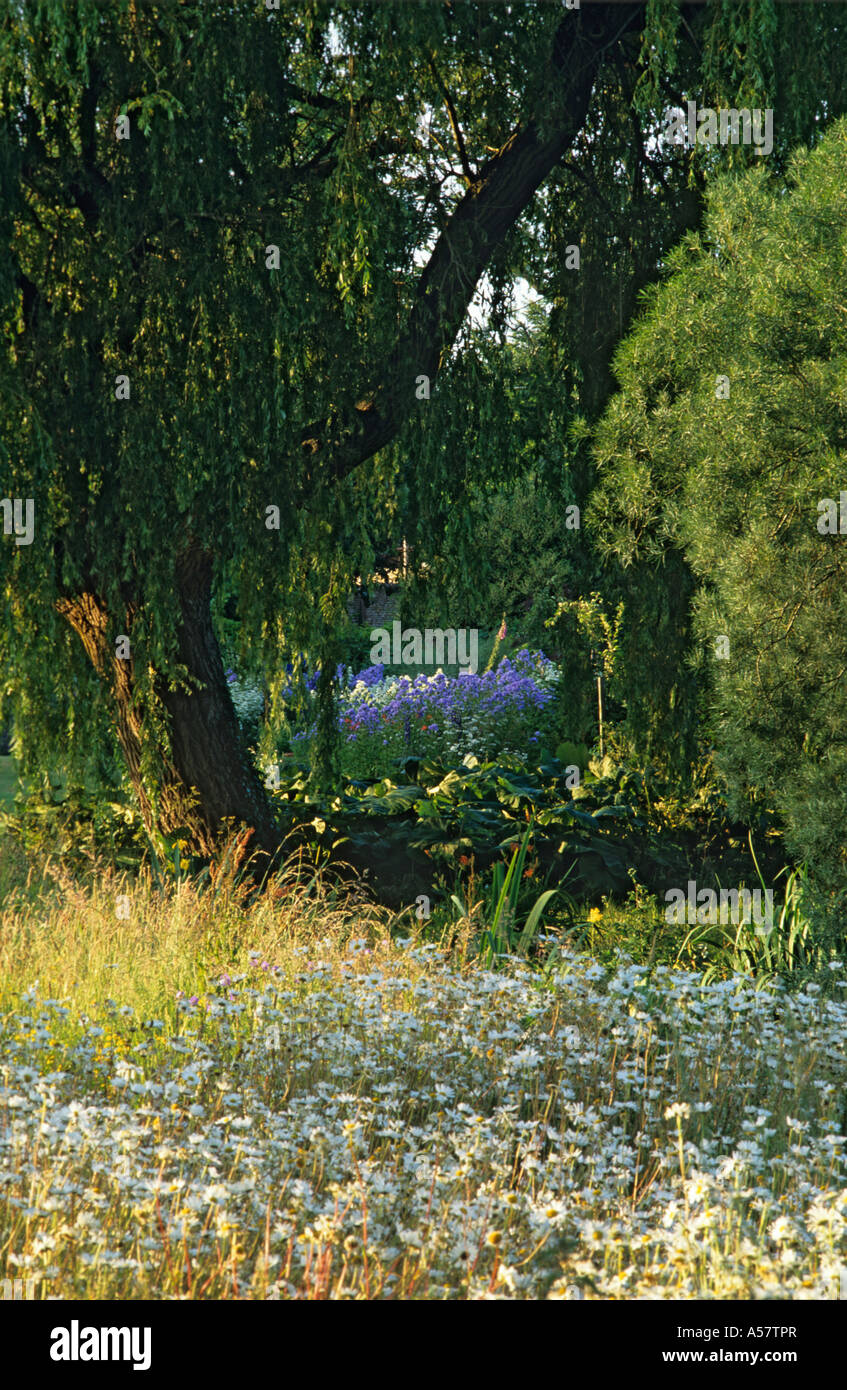 Ox-eye daisy meadow, weeping willow and campanula in background ...
