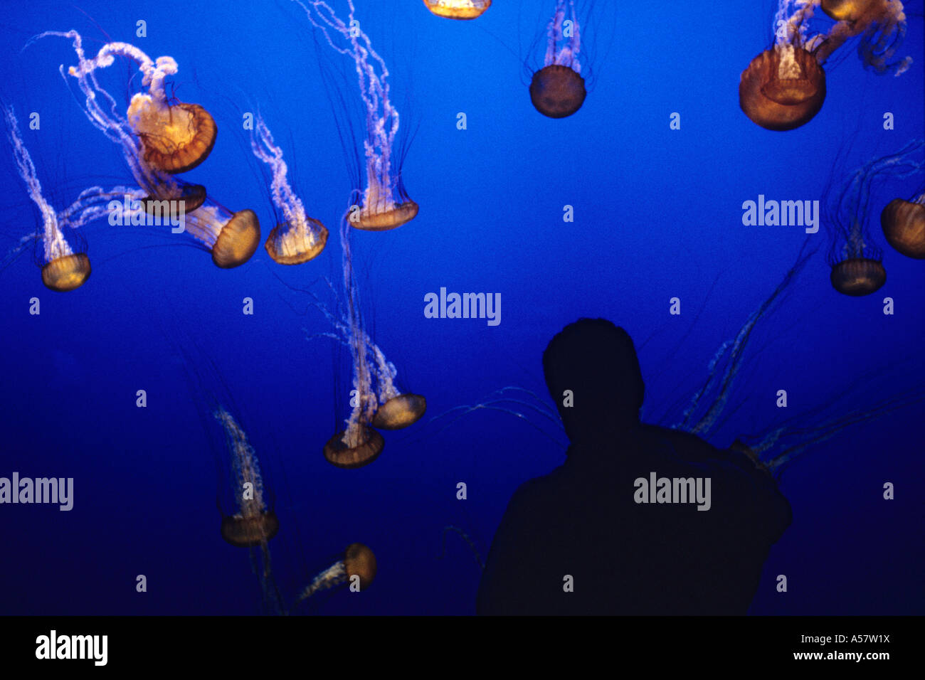 Jelly fish in Monterey Aquarium California USA Stock Photo - Alamy