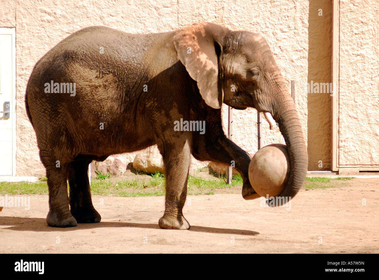 African elephant playing ball Stock Photo - Alamy