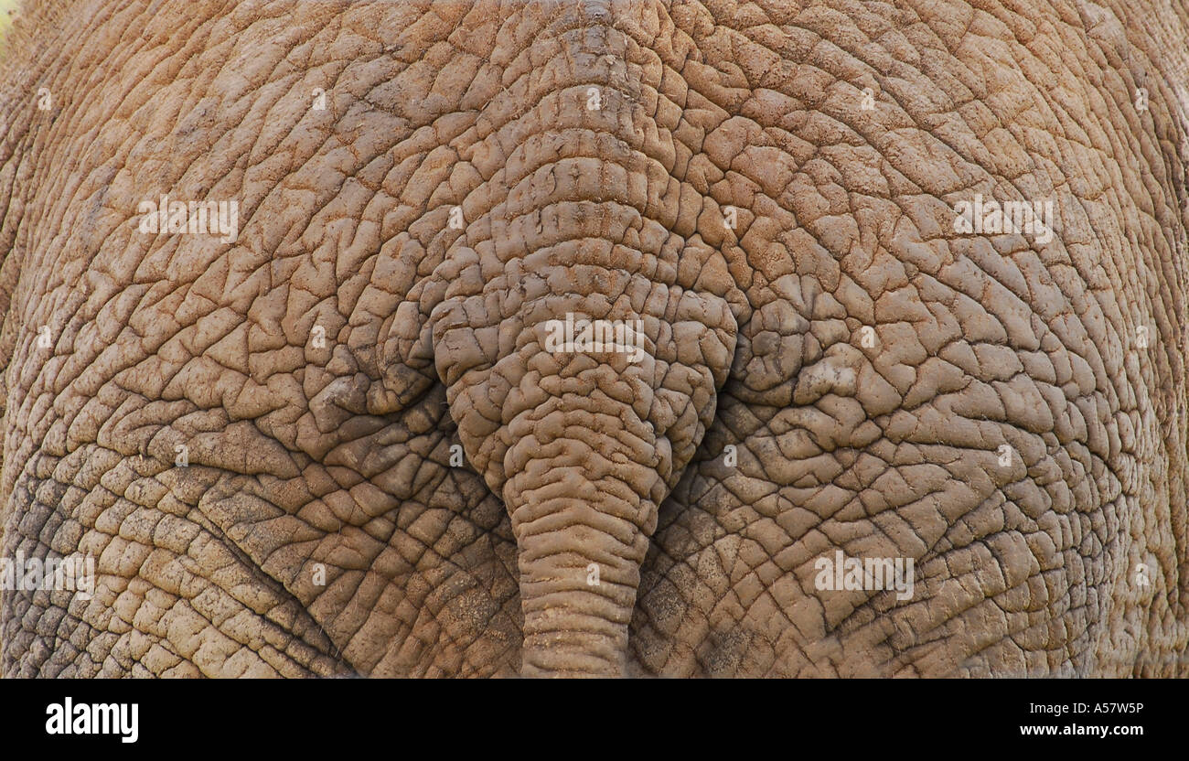 Rear end of African elephant Stock Photo - Alamy