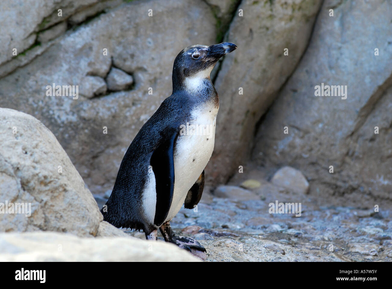 Penguin Eating Fish Stock Photos & Penguin Eating Fish Stock Images - Alamy
