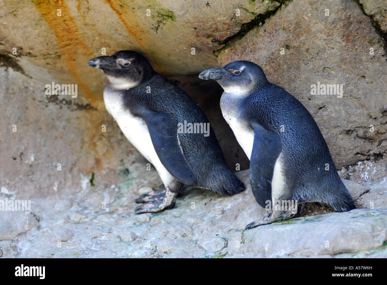 A pair of African penguins Stock Photo - Alamy
