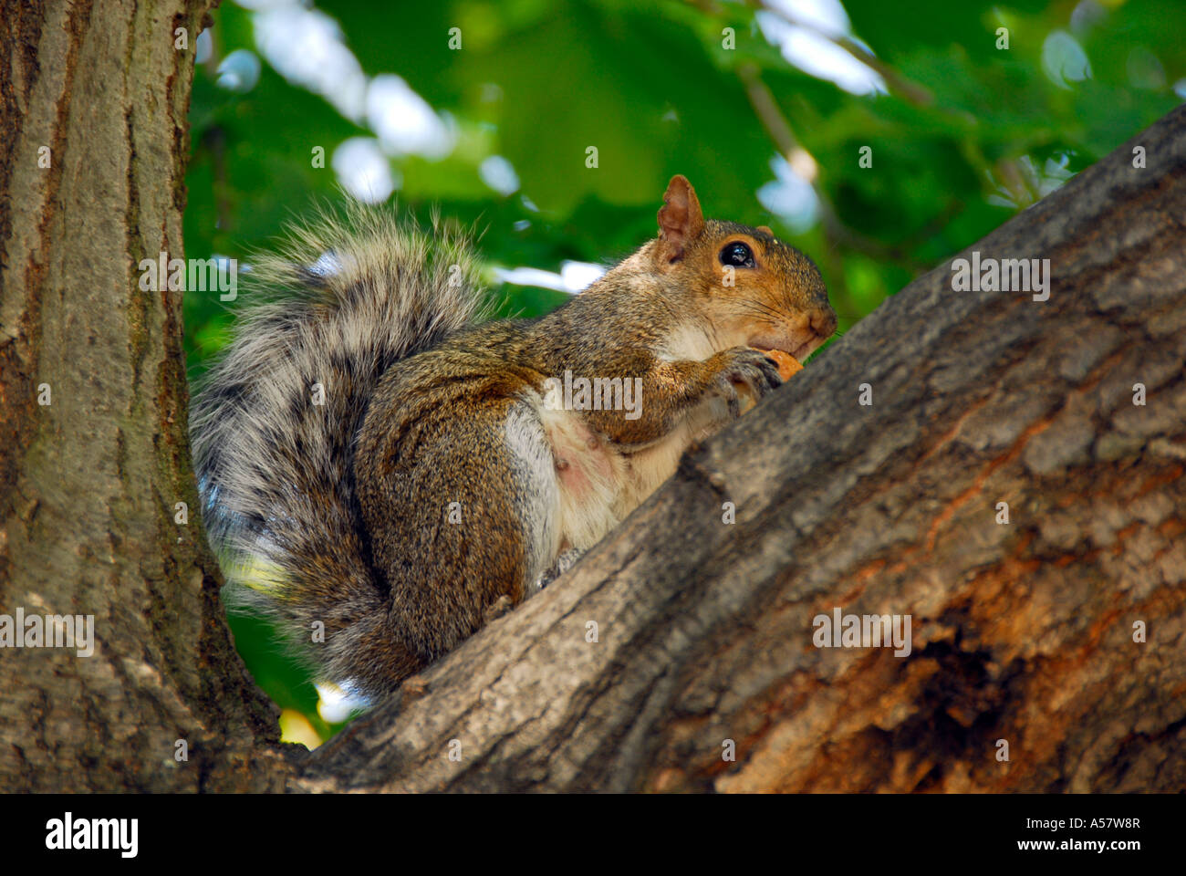 Eastern Gray Squirrel in tree Stock Photo - Alamy