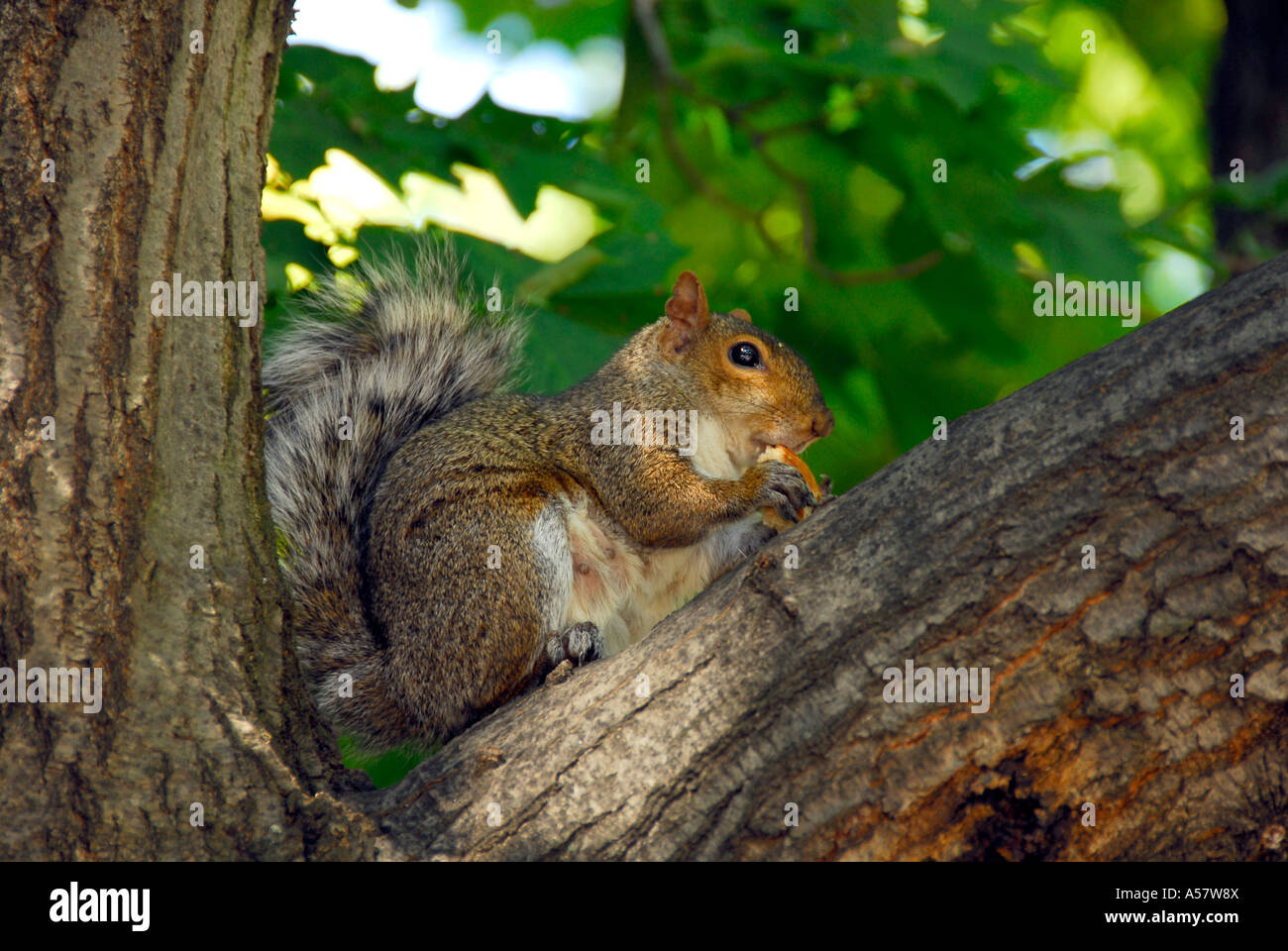 Eastern Gray Squirrel in tree Stock Photo - Alamy