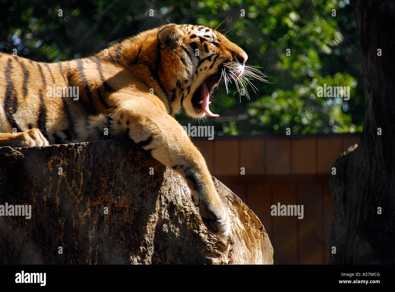 Tiger fangs hi-res stock photography and images - Alamy