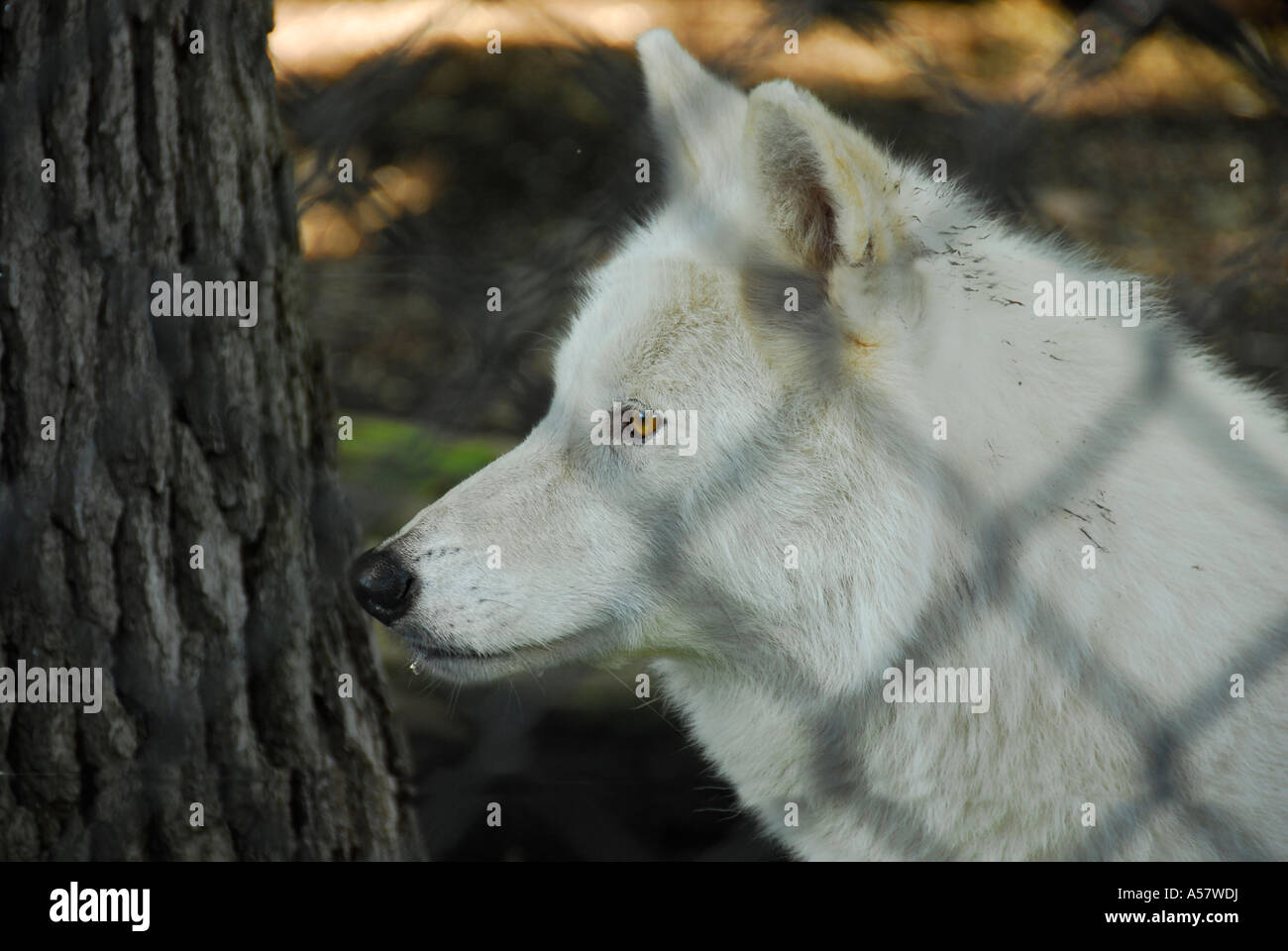Captive Siberian wolf Stock Photo - Alamy