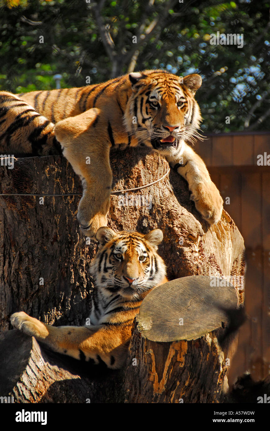 Siberian Tiger Being Hunted