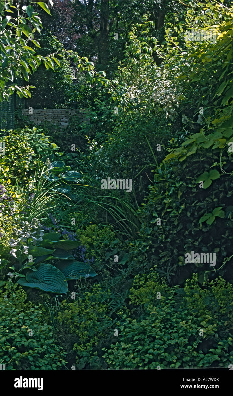 Hosta sieboldii elegans, archemilla vulgaris, buxus maculata aure Stock ...