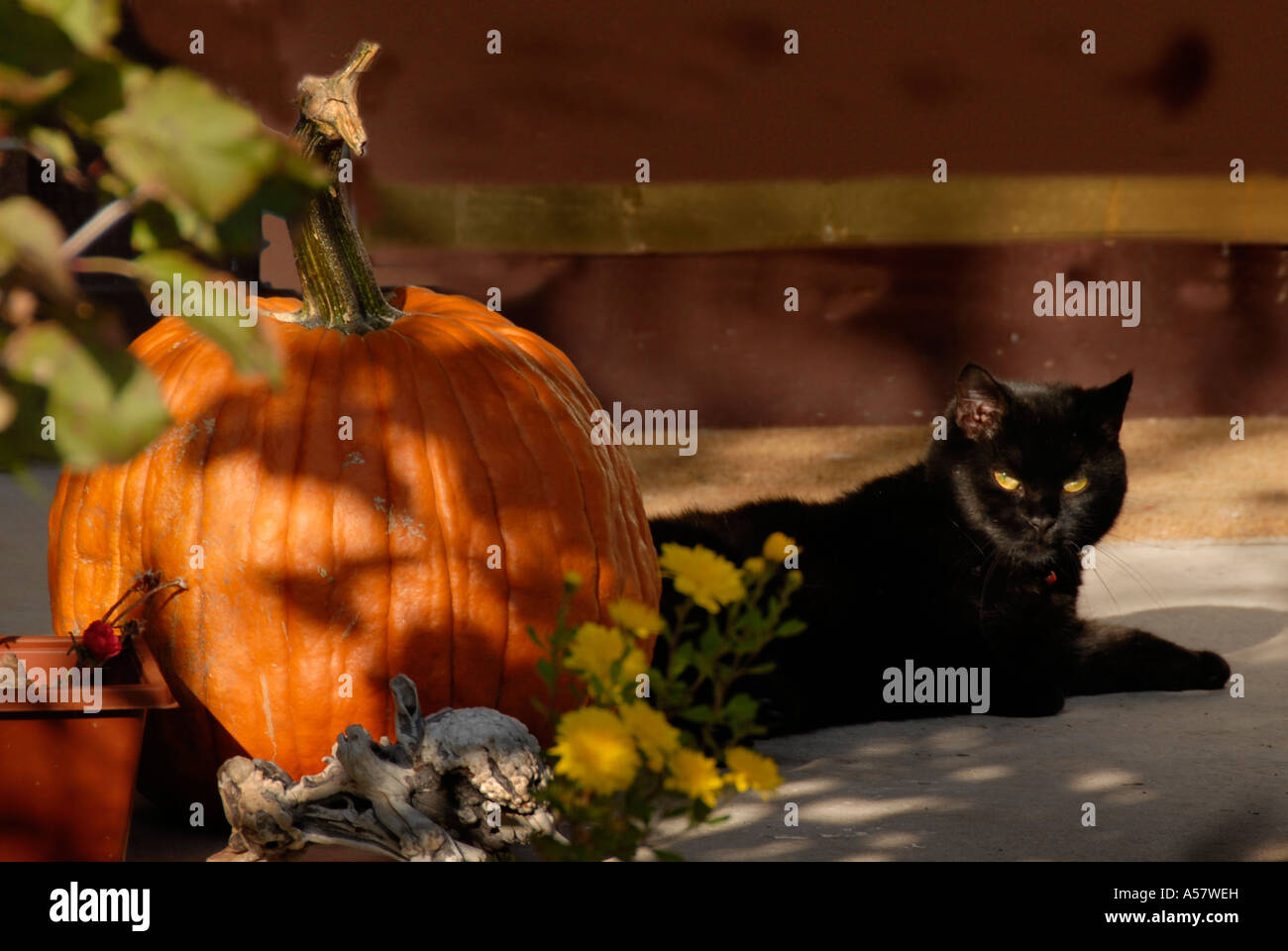Black cat and pumpkin Stock Photo - Alamy