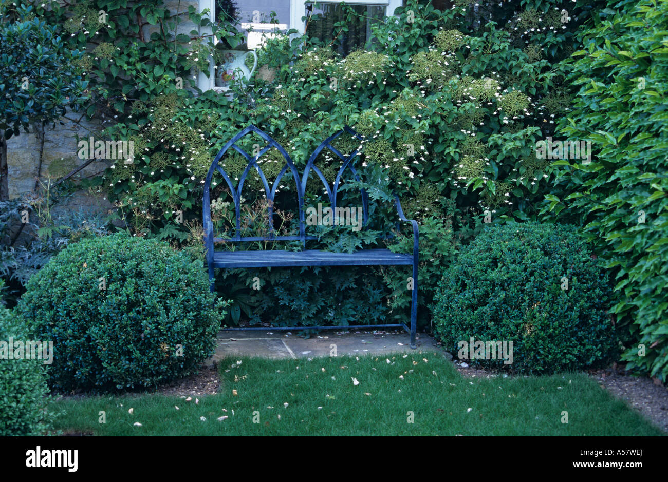 Clipped box balls and hydrangea petiolaris by garden seat Stock Photo ...