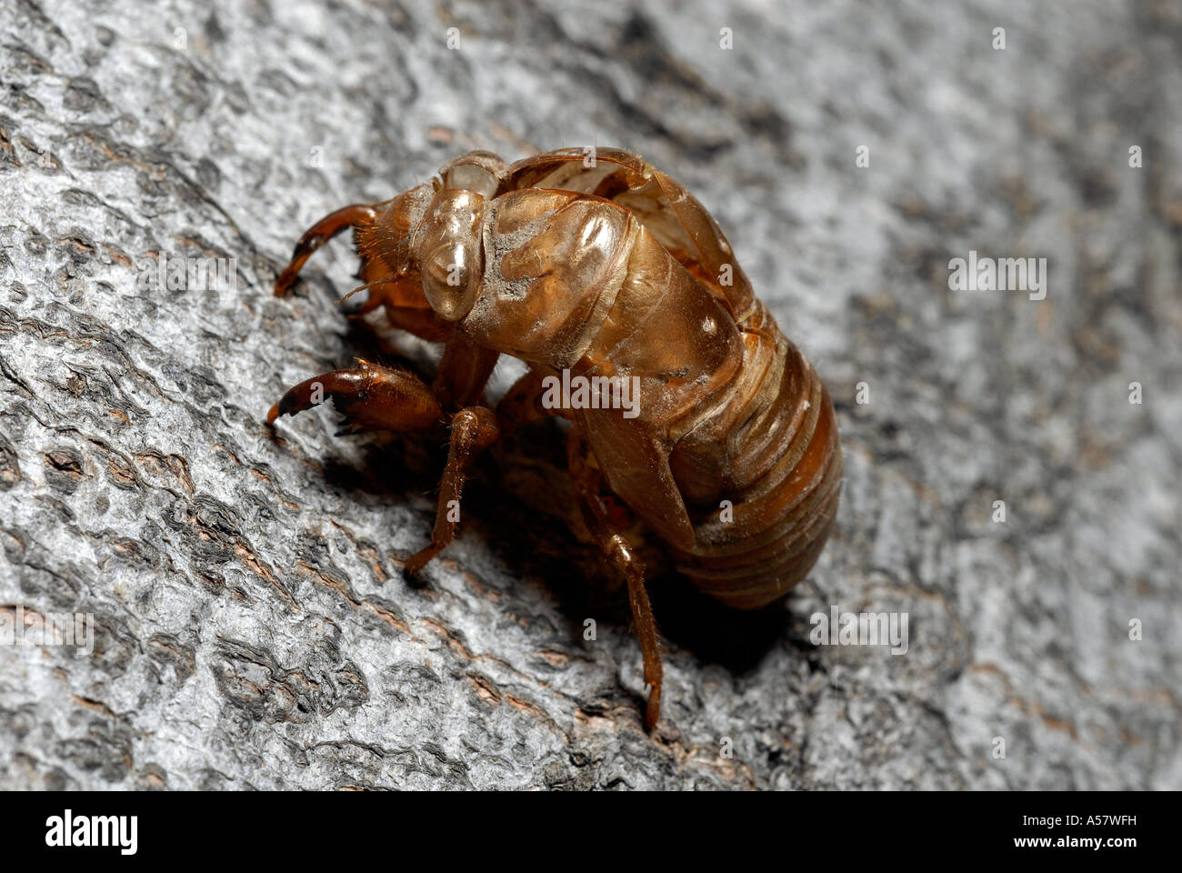 Cicada shell on tree Stock Photo - Alamy