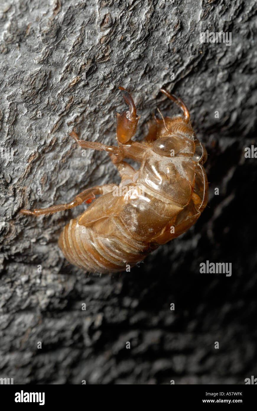 Cicada shell on tree Stock Photo - Alamy