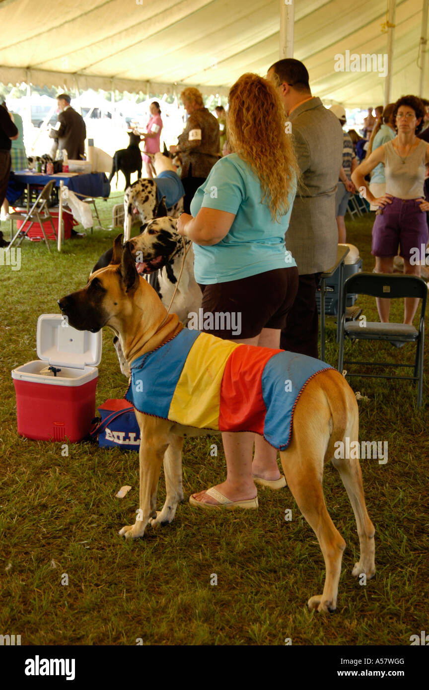 Kennel tent hi-res stock photography and images - Alamy