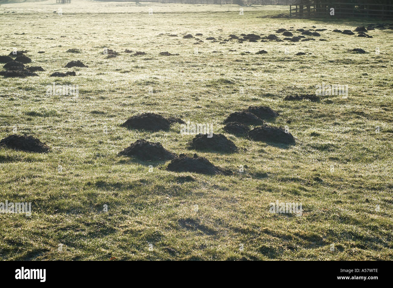 Mole hill molehills tunnel ,damage, moles , garden pest, nuisance ...